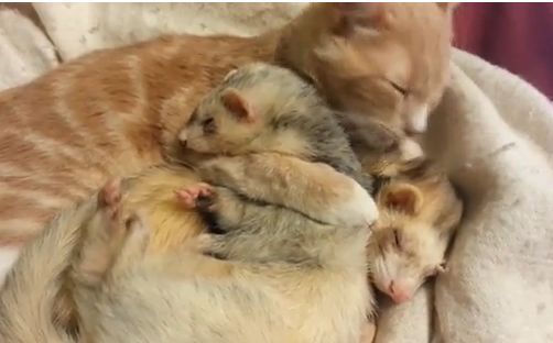 Ferrets Cuddling