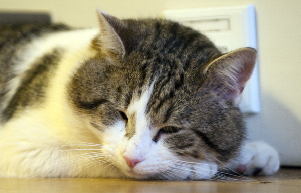 10 Ways To Tell Your Cat Is Mad At You