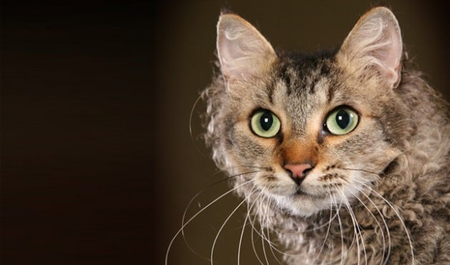 20 Cat Breeds for City Living