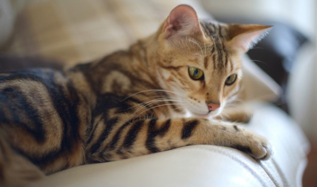 10 of the Most Well Known Designer Cat Breeds