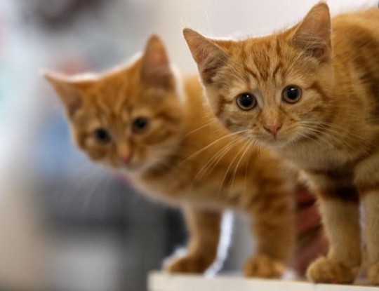 10 Reasons It's Smart to Have More than One Cat