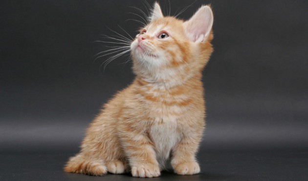 The 20 Absolute Cutest Cat Breeds That Exist