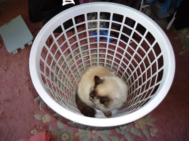 20 Cats Who Hilariously Made Bad Decisions