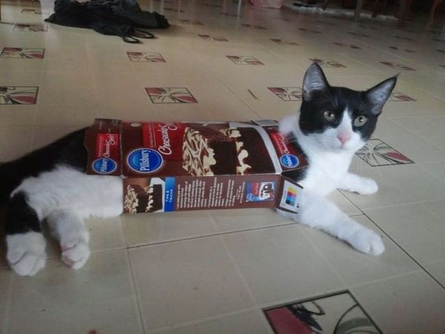 20 Cats Who Hilariously Made Bad Decisions
