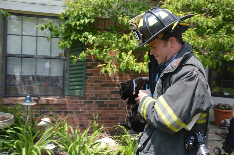 50 Amazing Pictures of Cats with Firefighters