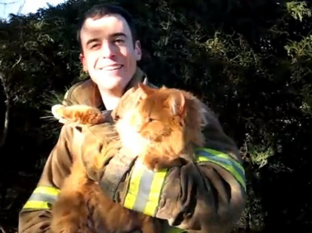 50 Amazing Pictures of Cats with Firefighters