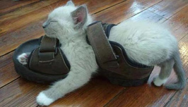 20 Cats Who Hilariously Made Bad Decisions