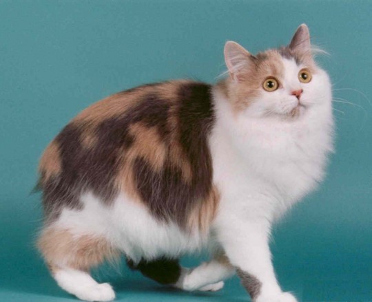 20 of the Hairiest Cat Breeds