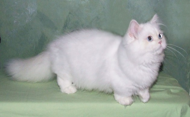 20 of the Hairiest Cat Breeds