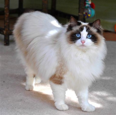 20 of the Hairiest Cat Breeds