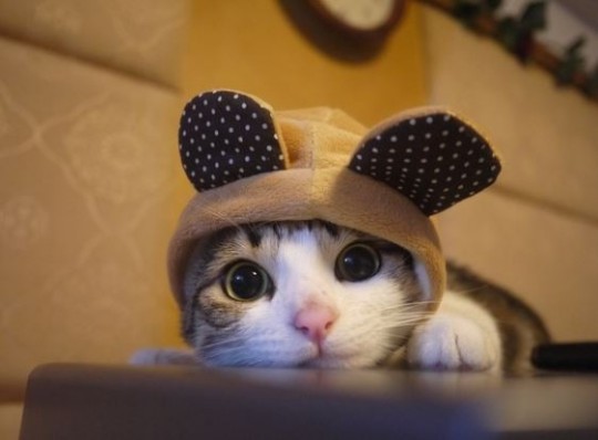 20 Silly Cats Wearing Hats