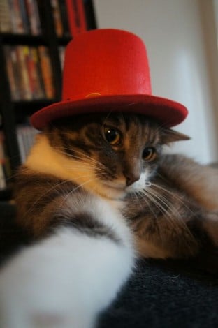 20 Silly Cats Wearing Hats