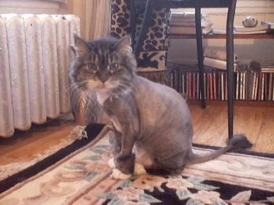 20 Cats With Hilarious Hair Styles