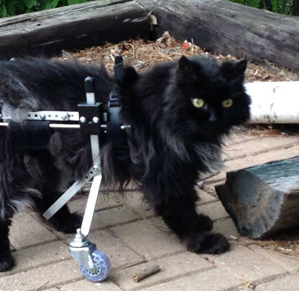 Best Cat Wheelchairs at Tayla Riddle blog