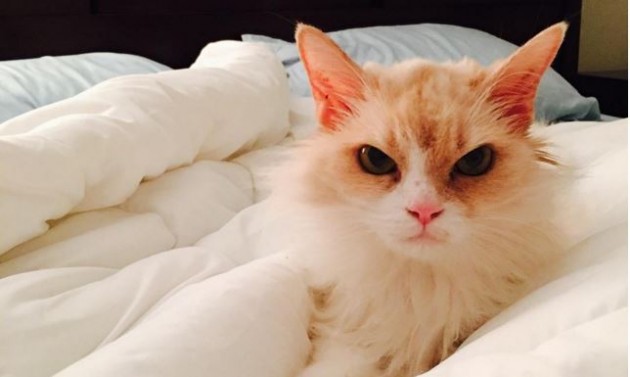 7 Types of Cat Restraints You Should Never Use