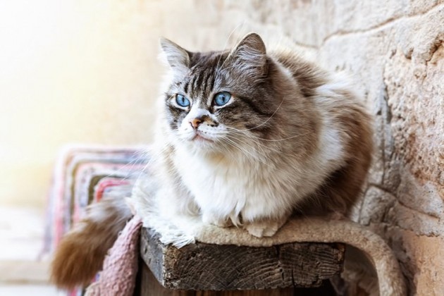 The Ultimate Guide to Different Types of Cat Coats