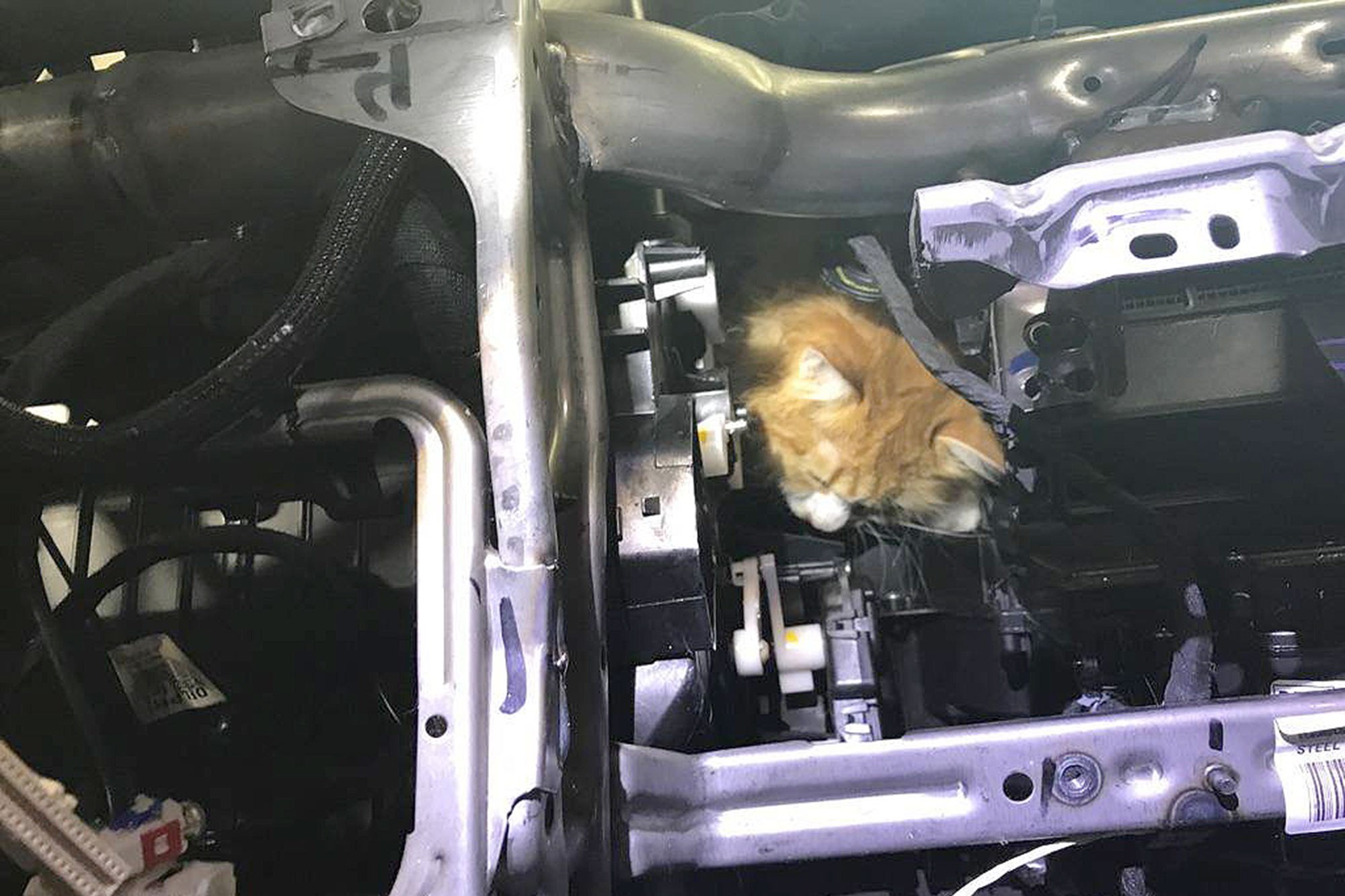 Rescuers Help to Save a Cat Stuck in an SUV Dashboard