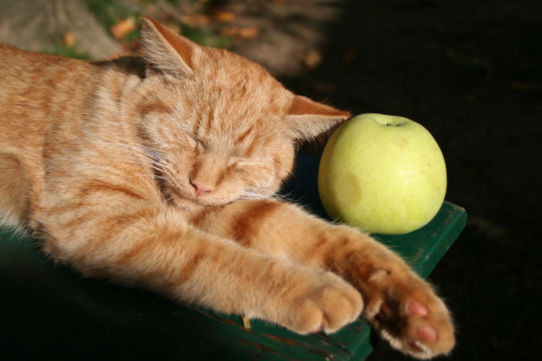 20 Tips To Get Your Cat To Eat