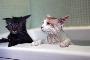 7 Types of Cat Restraints You Should Never Use