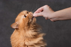 20 Tips To Get Your Cat To Eat
