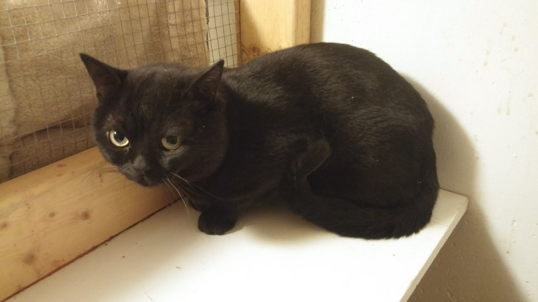 20 Fun Facts You Didn't Know About Bombay Cats