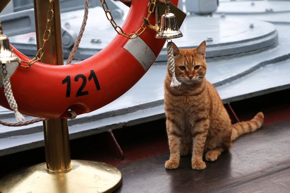 20 Things You Didn't Know about Military Cats