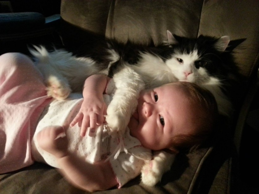 20 Tips for Introducing Babies to Cats