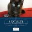 20 Cat Documentaries You Need to See
