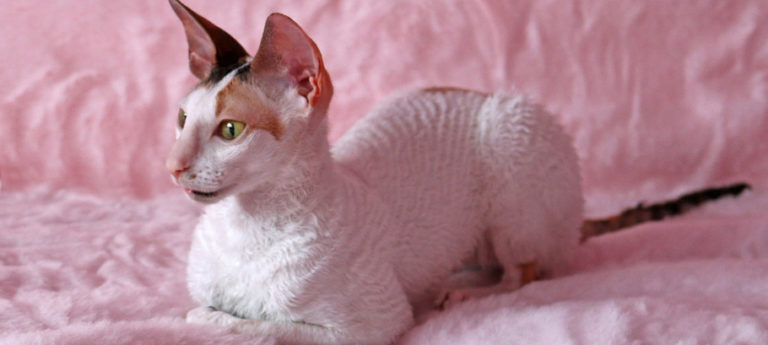 20 Fun Facts You Didn't Know about the Cornish Rex