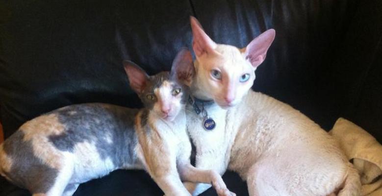 20 Fun Facts You Didn't Know about the Cornish Rex