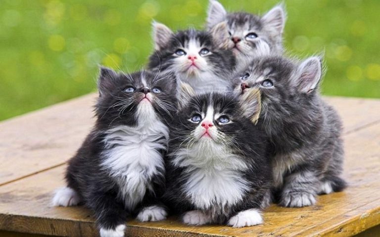 20 Fun Facts about The Norwegian Forest Cat