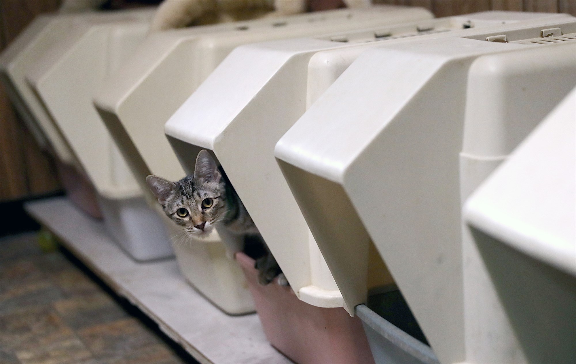 Thai Navy Scrambles to Save Cats from Sinking Ship