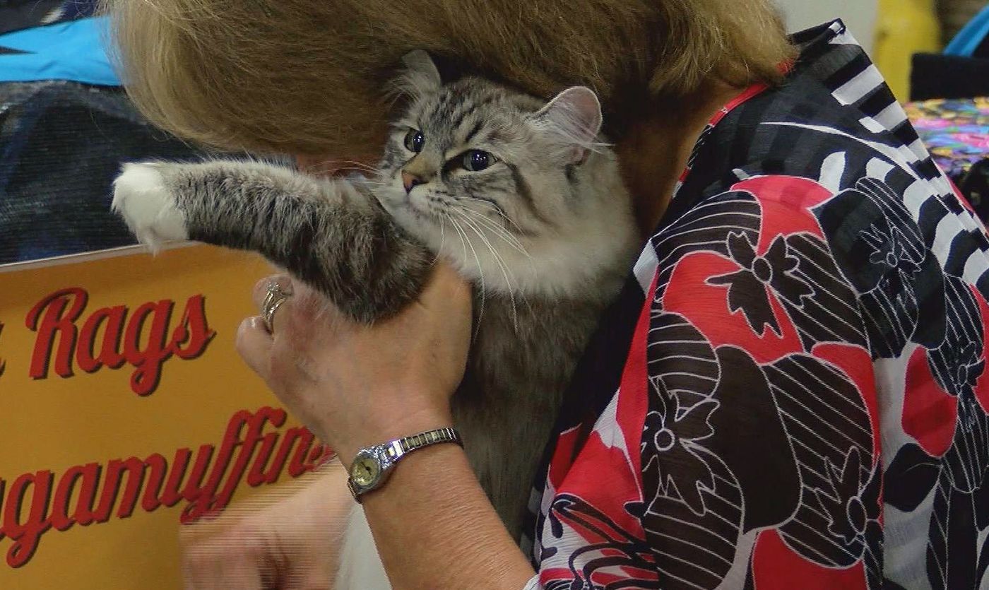 Highlights from the The 2018 Championship Cat Show