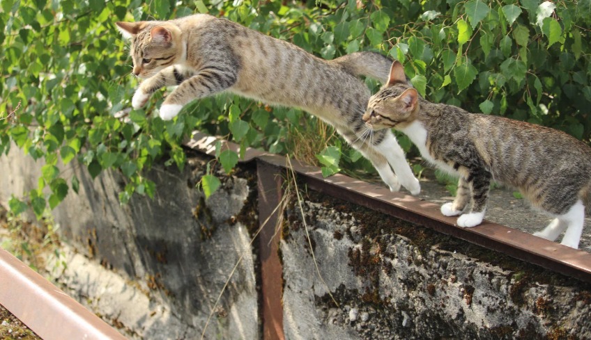 How Cats Can Survive Huge Falls and Barely Get Any Injuries
