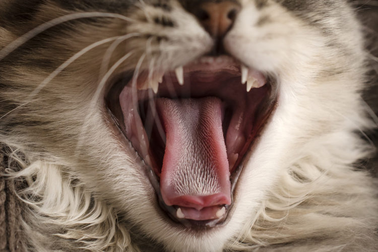 Cat Fears: 20 Things That Cats are Most Afraid Of