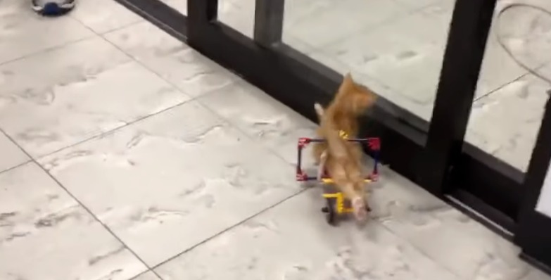 Paralyzed Kitten Gets a Wheelchair and Loves It!
