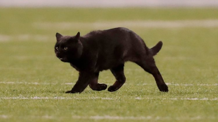 There are 300 Feral Cats Living in MetLife Stadium