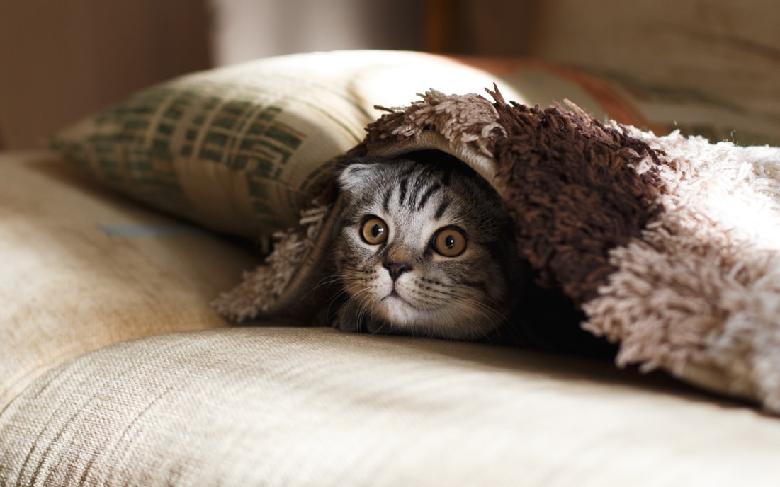 Do Cats Really Know Their Names Let s Find Out