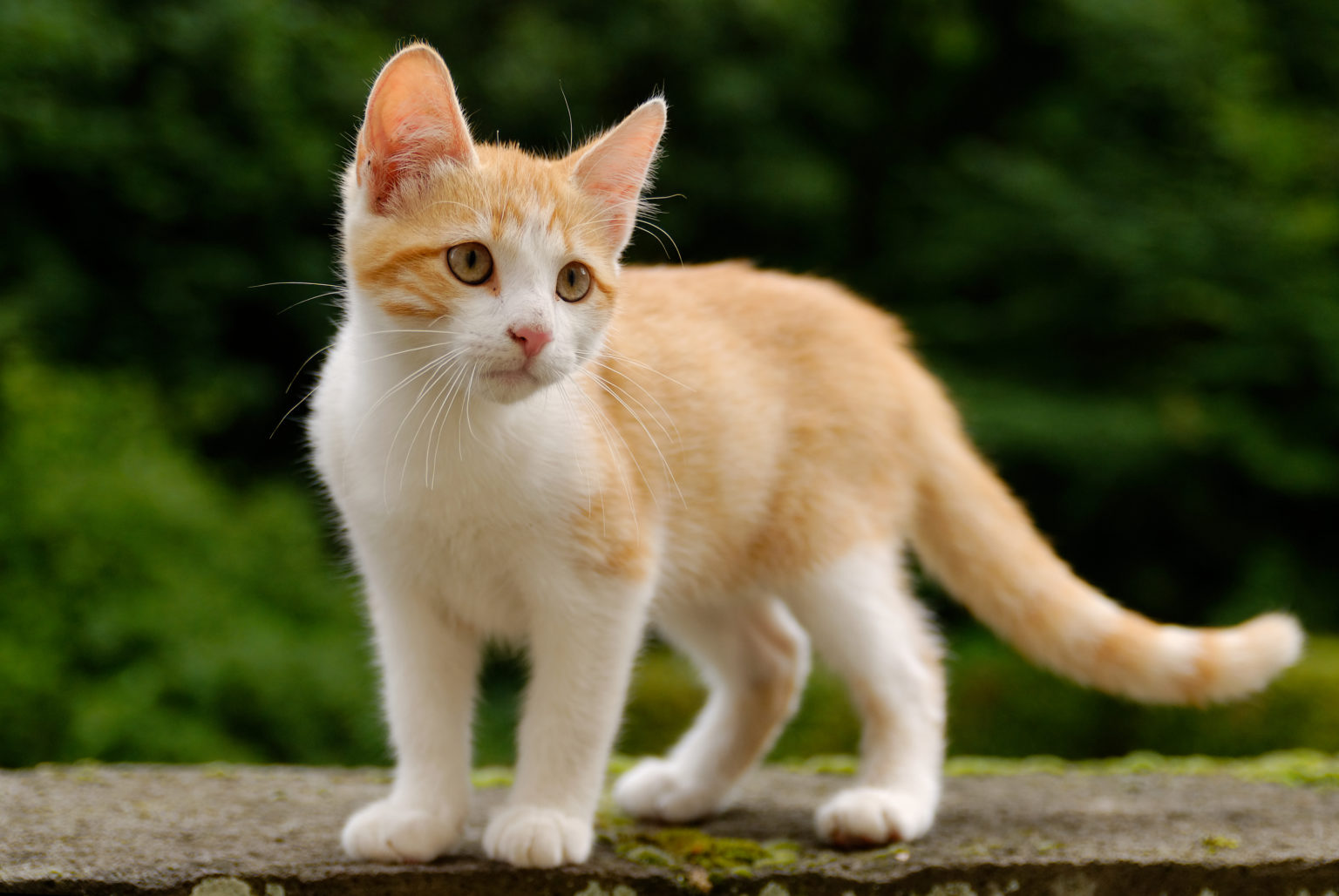 Why Your Cat Sharpens Its Claws why-your-cat-sharpens-its-claws