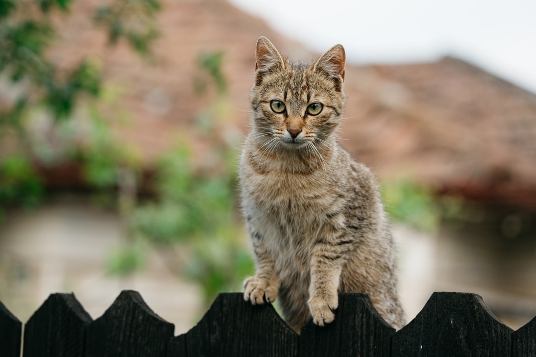 Study Says Cats May Have Been Pets Over 1000 Years Ago