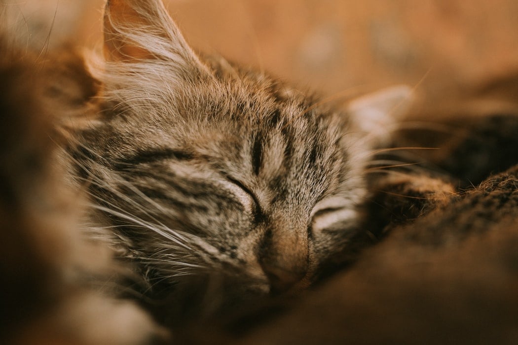 10 Signs You Might Have an Insecure Cat