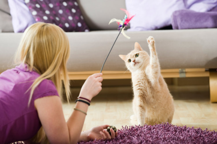 How to Get a Cat to Stop Nursing on Random Objects