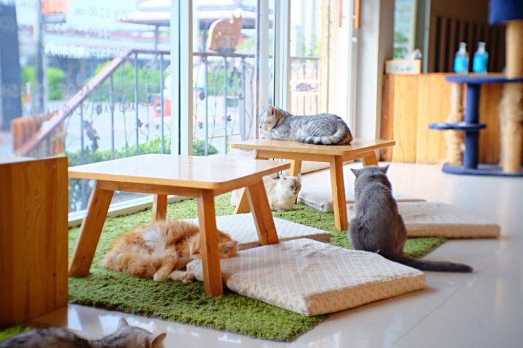 Seattle Launches its First Cat Cafe
