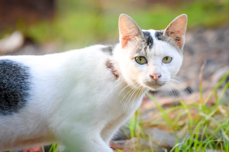 10 Things You Didn't Know About the Javanese