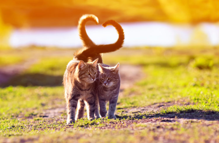 An Owner's Guide to Cat Tail Language