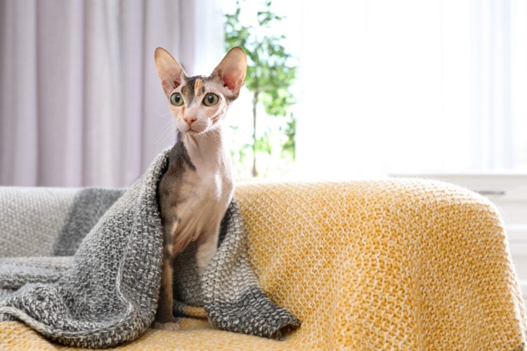 A Complete Price Guide For Sphynx Cats