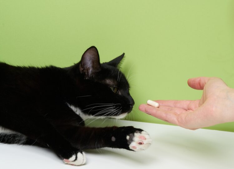 How To Give Cats Pills
