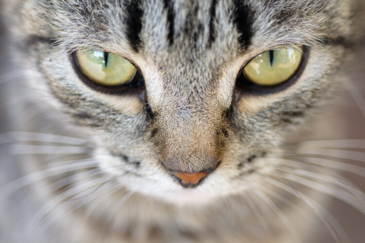 Do Cats Have Eyelashes?
