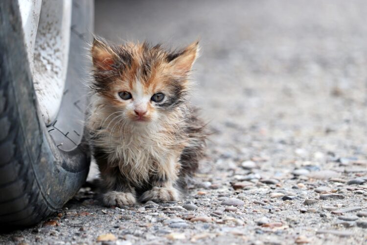 Persian Feline Museum Hosts Real Stray Cats