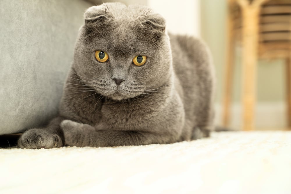 How Many Flat Faced Cat Breeds Are There?
